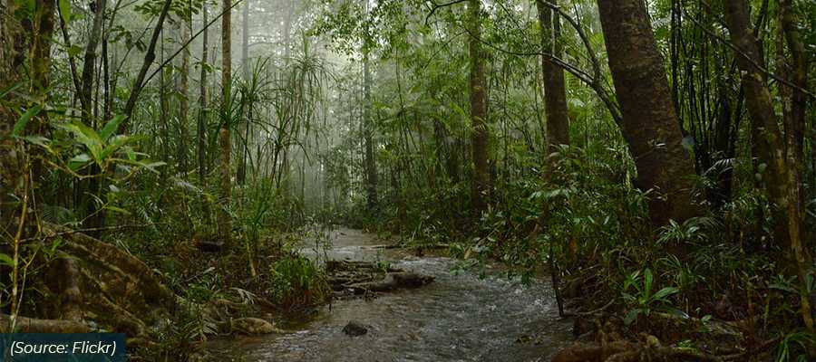 India’s oldest and most unique freshwater swamp