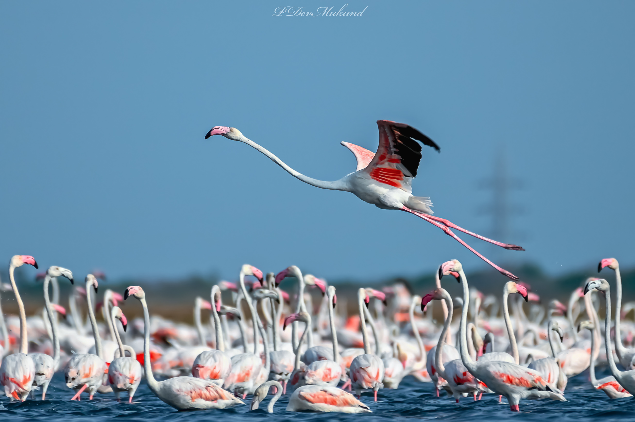 Mukunthan Thevarasa shared on WeNaturalists | Ecosystem for Nature ...